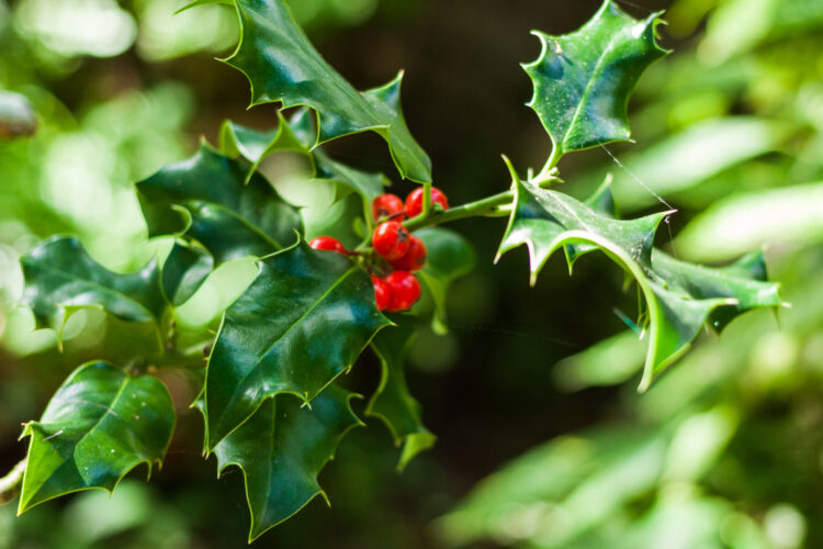 How to Grow Holly Trees and Bushes to Deck the Halls – Mother Earth News